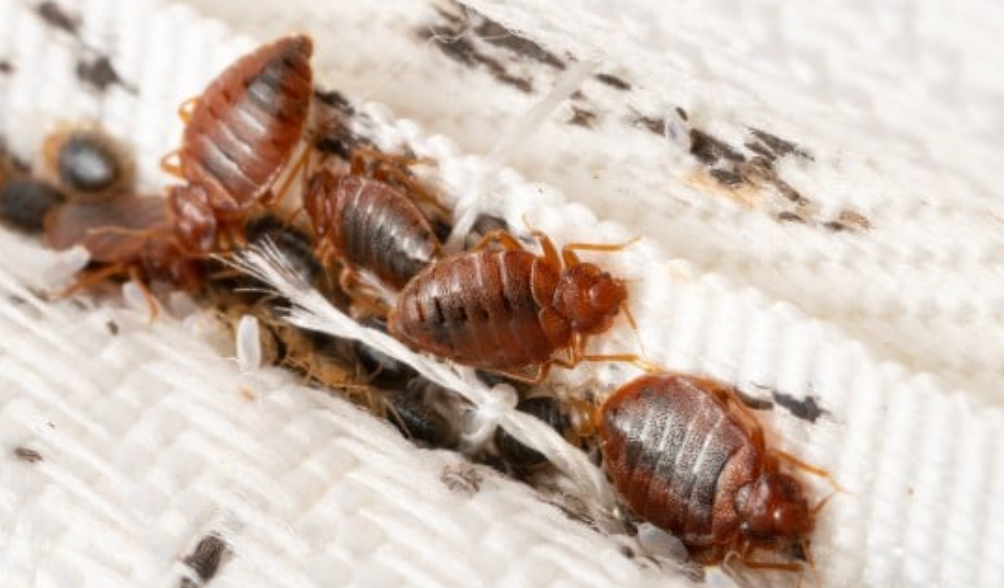 Do Bed Bugs Jump? Understanding Peer-to-Peer Transmission - House Falls
